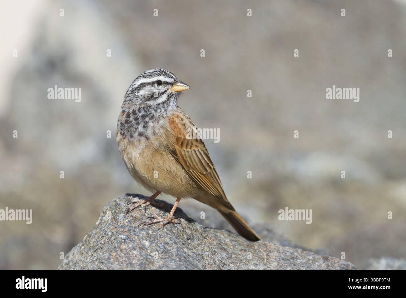 Striolated Bunting (Emberiza striolata) male, Oman, Asia Stock Photo ...