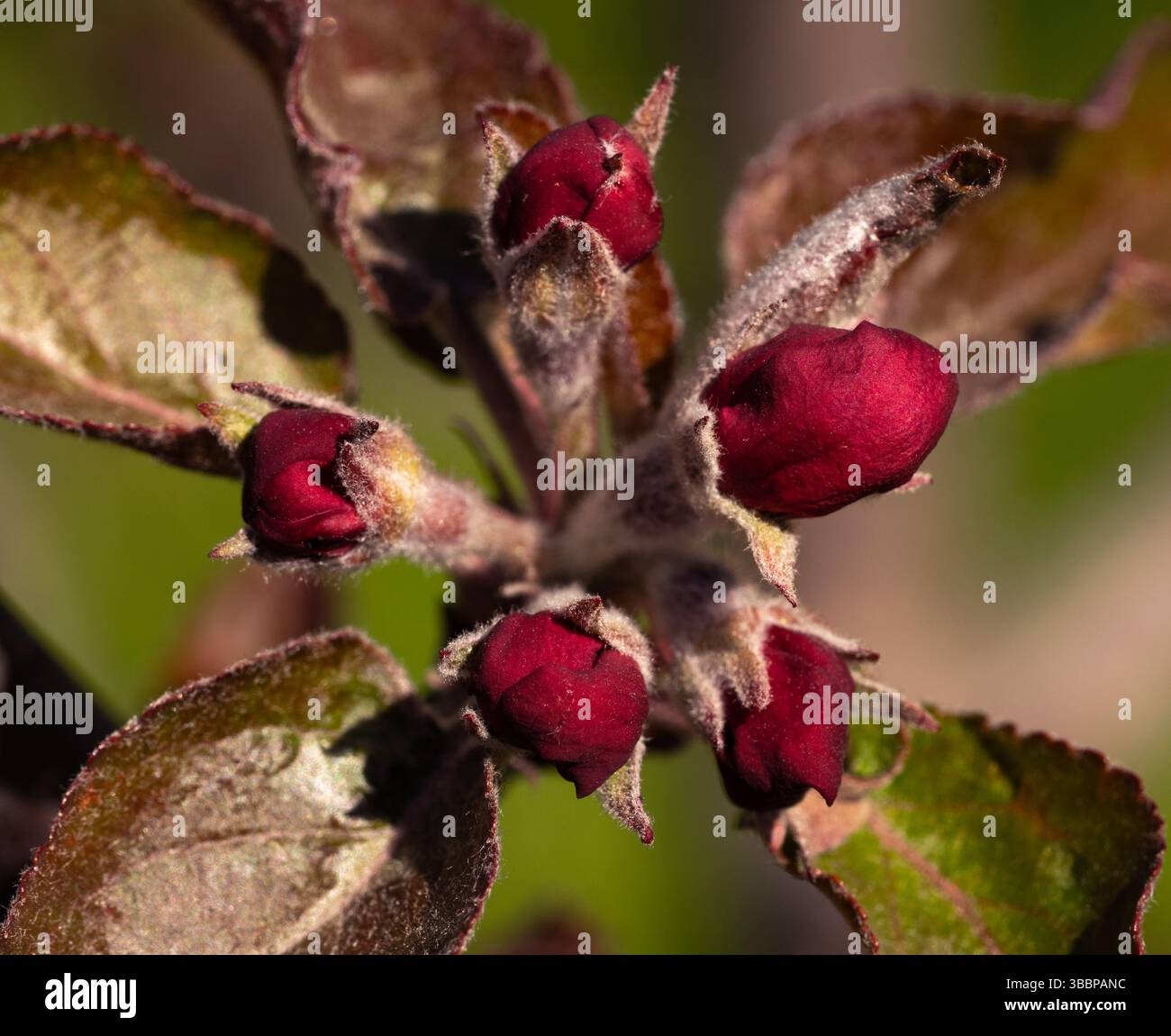 inflorescence of scarlet dark closed buds of a varietal apple tree with ...