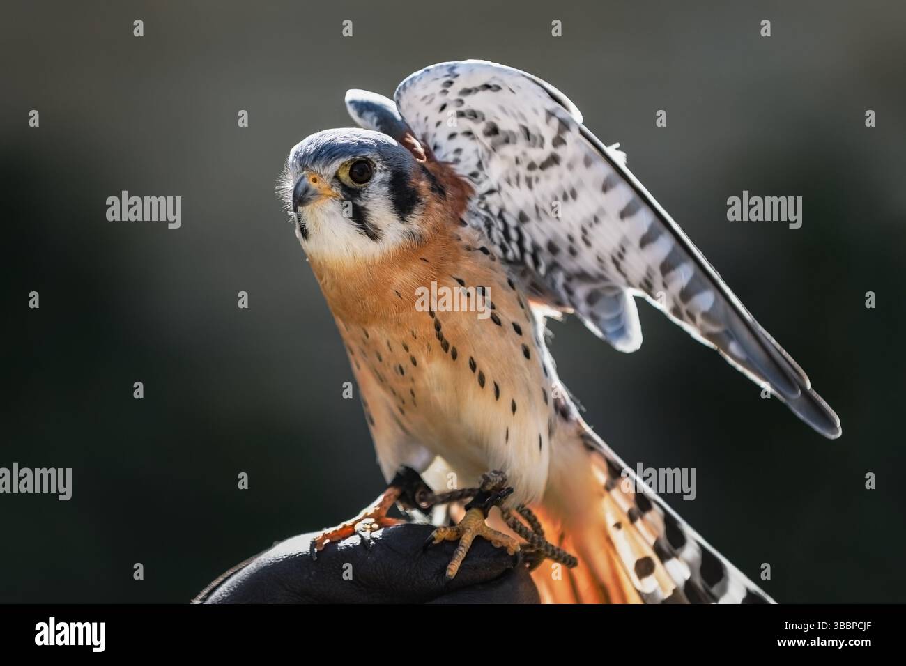 American Kestrel (Falco sparverius) Folds Wings While Sitting on ...