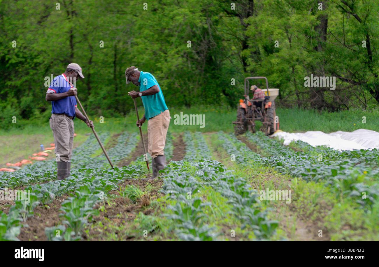 Migrant workers from Jamaica move the grass away from the kale plants ...