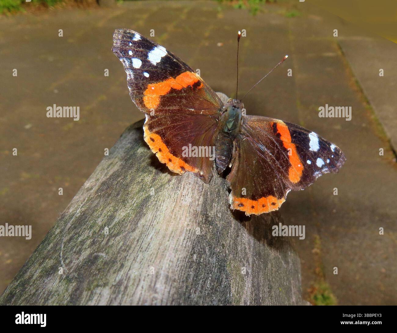 ...einer der schoensten heimischen Edelfalter... Admiral Falter auf ...