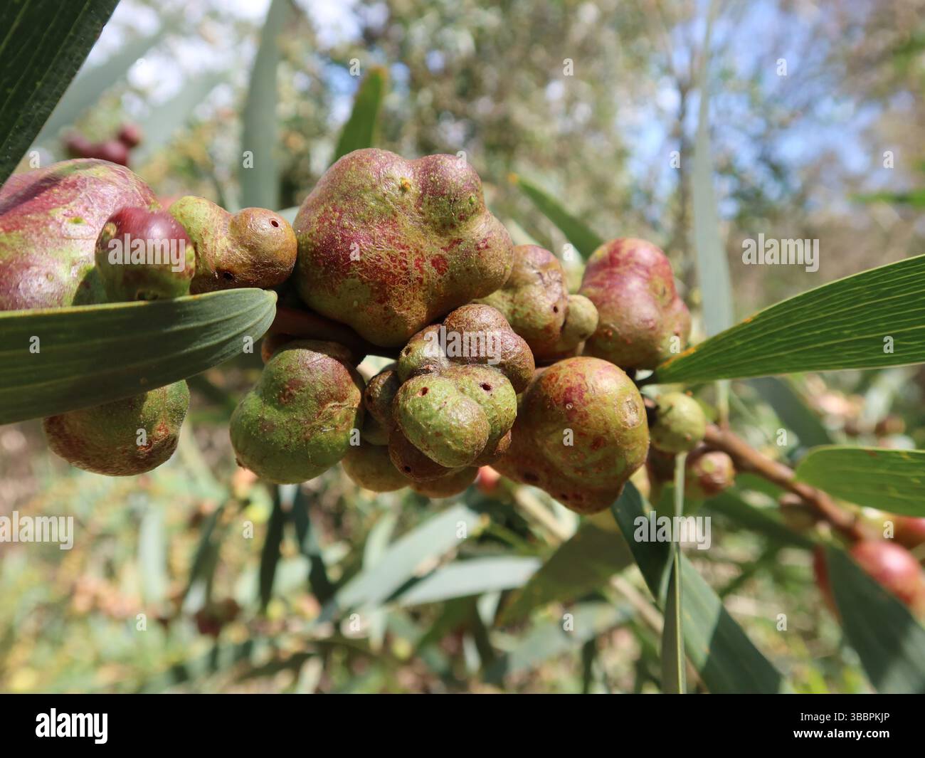 These bulbous growths on a Sydney Golden Wattle tree on the Algarve are ...