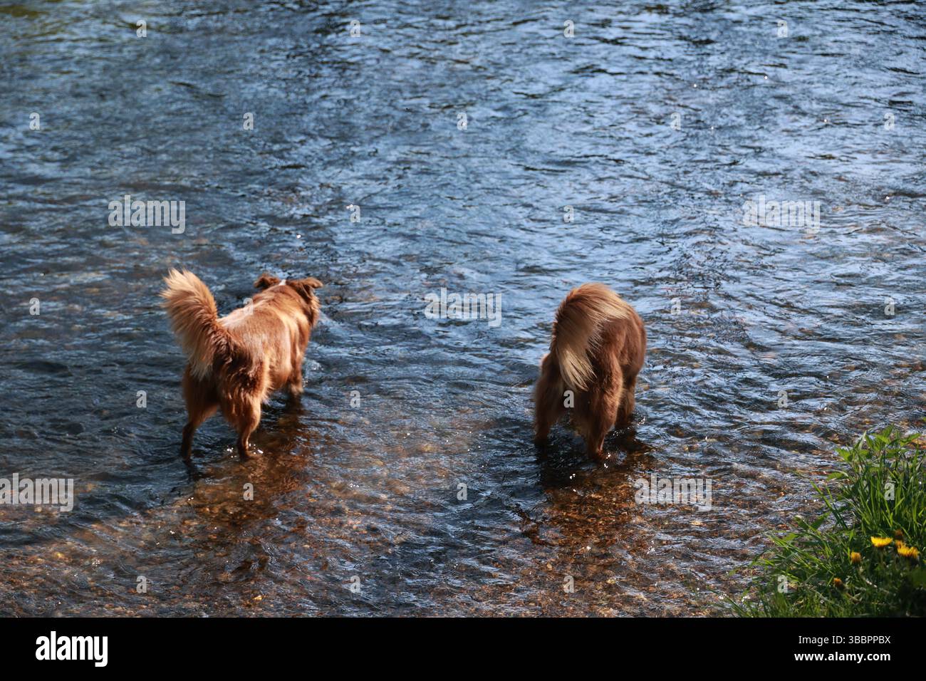 Two dogs are playing in a river Stock Photo - Alamy