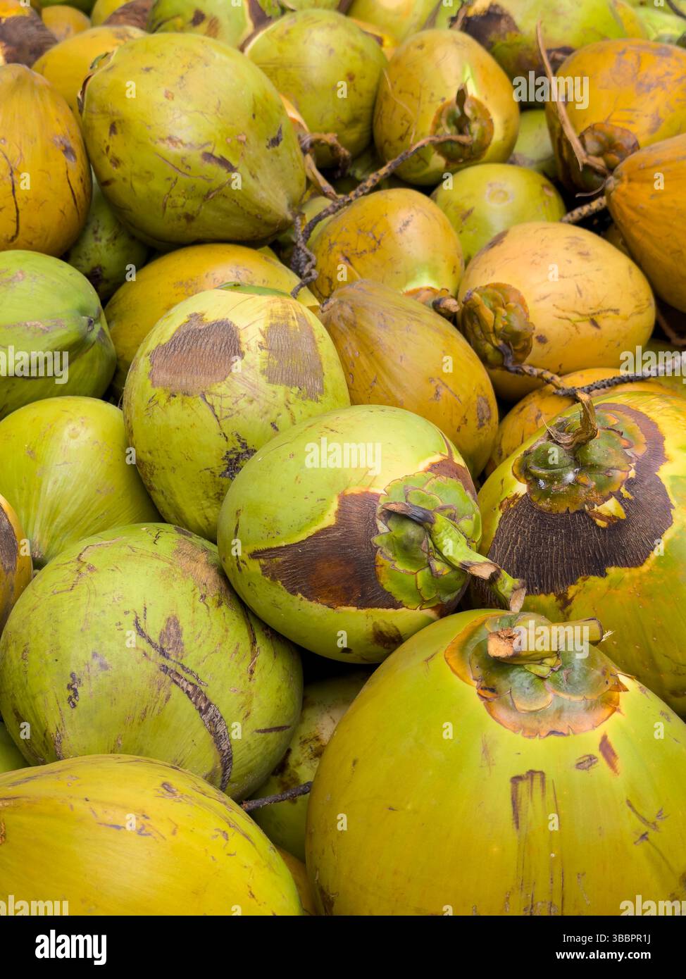 Large coconuts on palm tree hi-res stock photography and images - Alamy