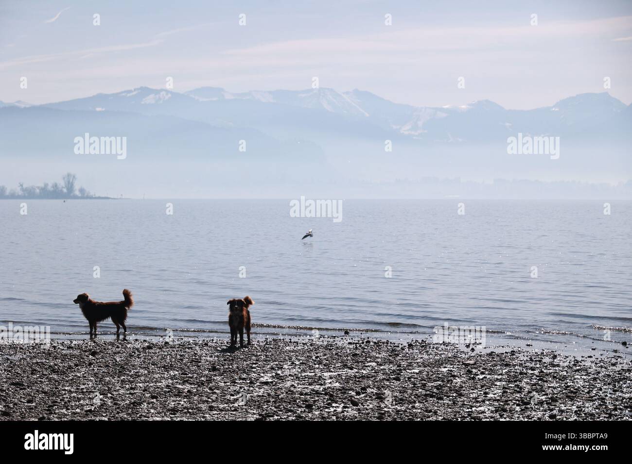 Snow on beach dogs beach hi-res stock photography and images - Alamy