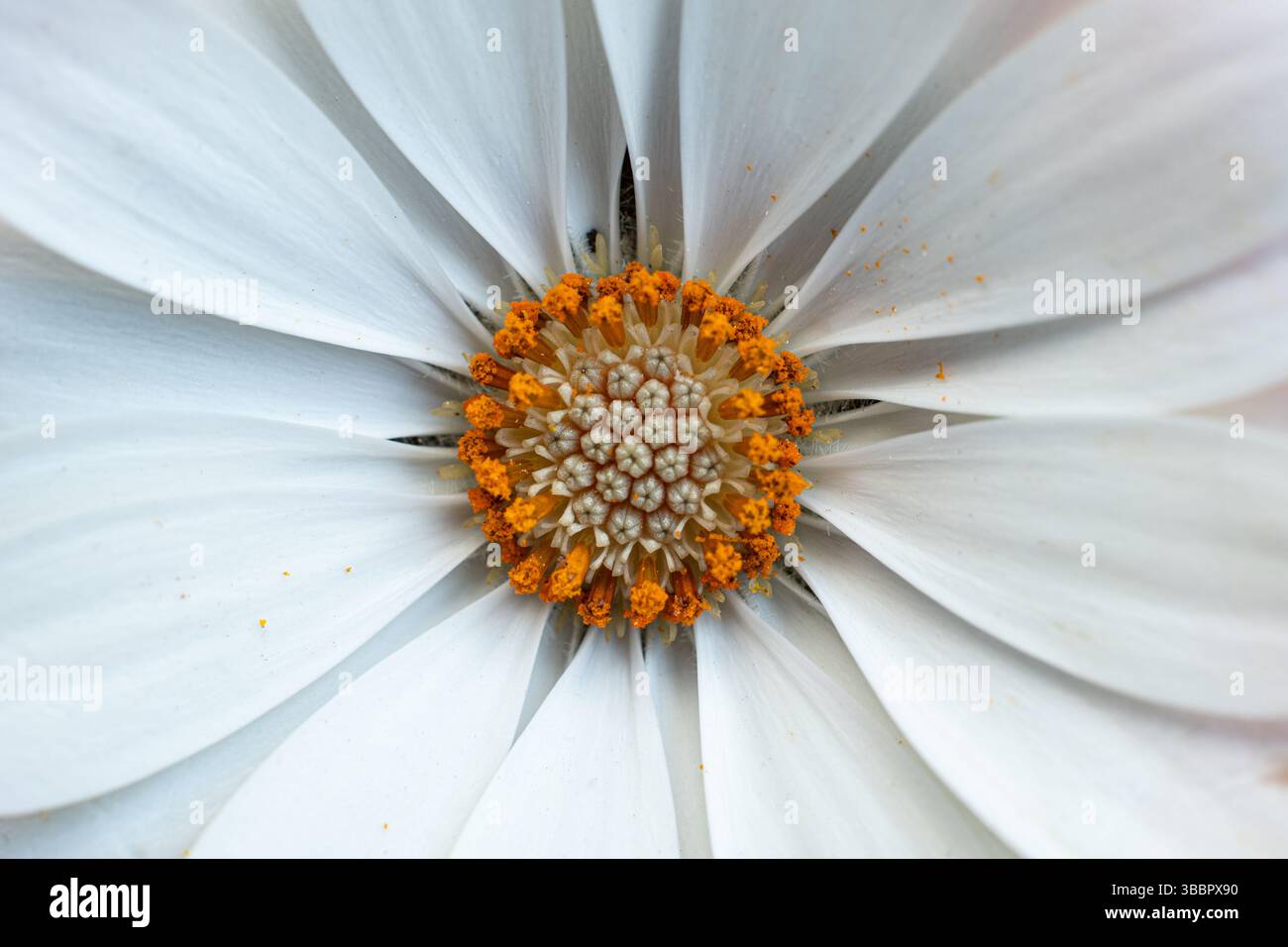 Close-up of crown daisy in detailed focus. Crown and stamens of a ...