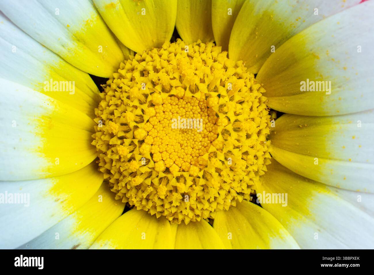 Close-up of crown daisy in detailed focus. Crown and stamens of a ...