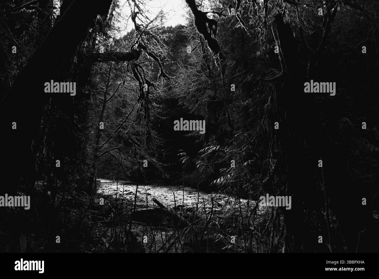 A quiet river snakes through a dense, shadowy forest in this black-and ...