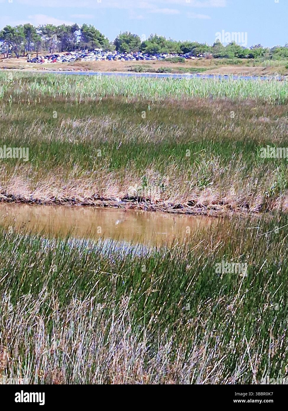 A scenic marshland with tall green and brown grasses, reflecting water ...
