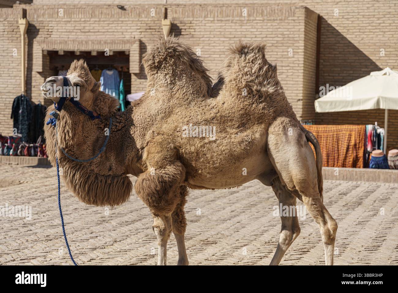 A camel stands in the sun at the market square in Khiva Uzbekistan with ...