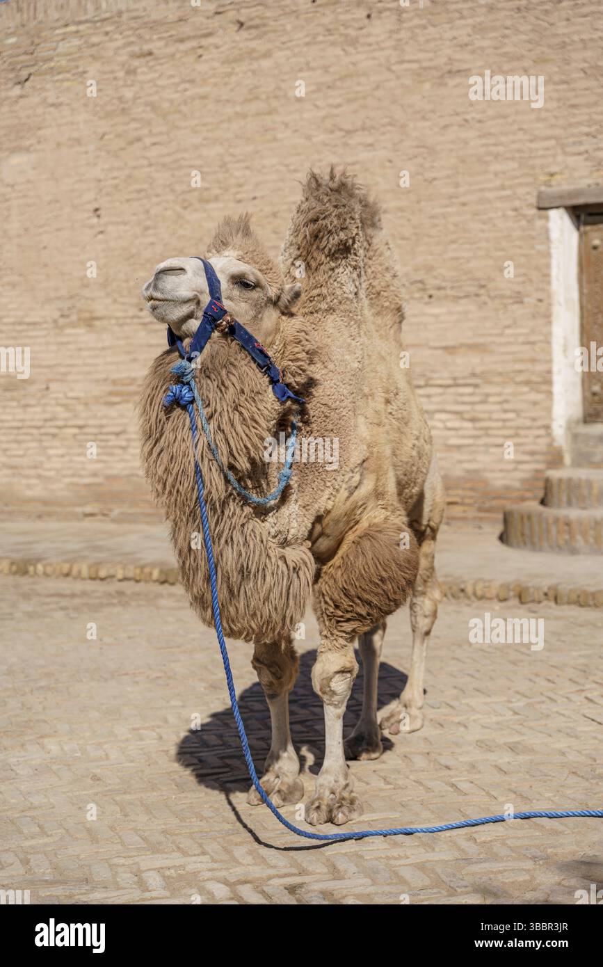 A camel with blue harness stands in front of sandy brick walls at the ...