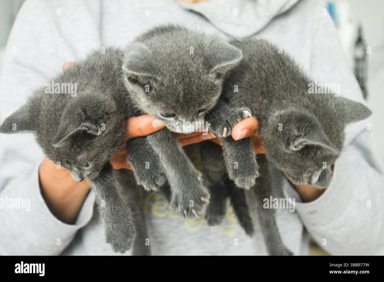 Woman hand petting old grey hi-res stock photography and images - Alamy