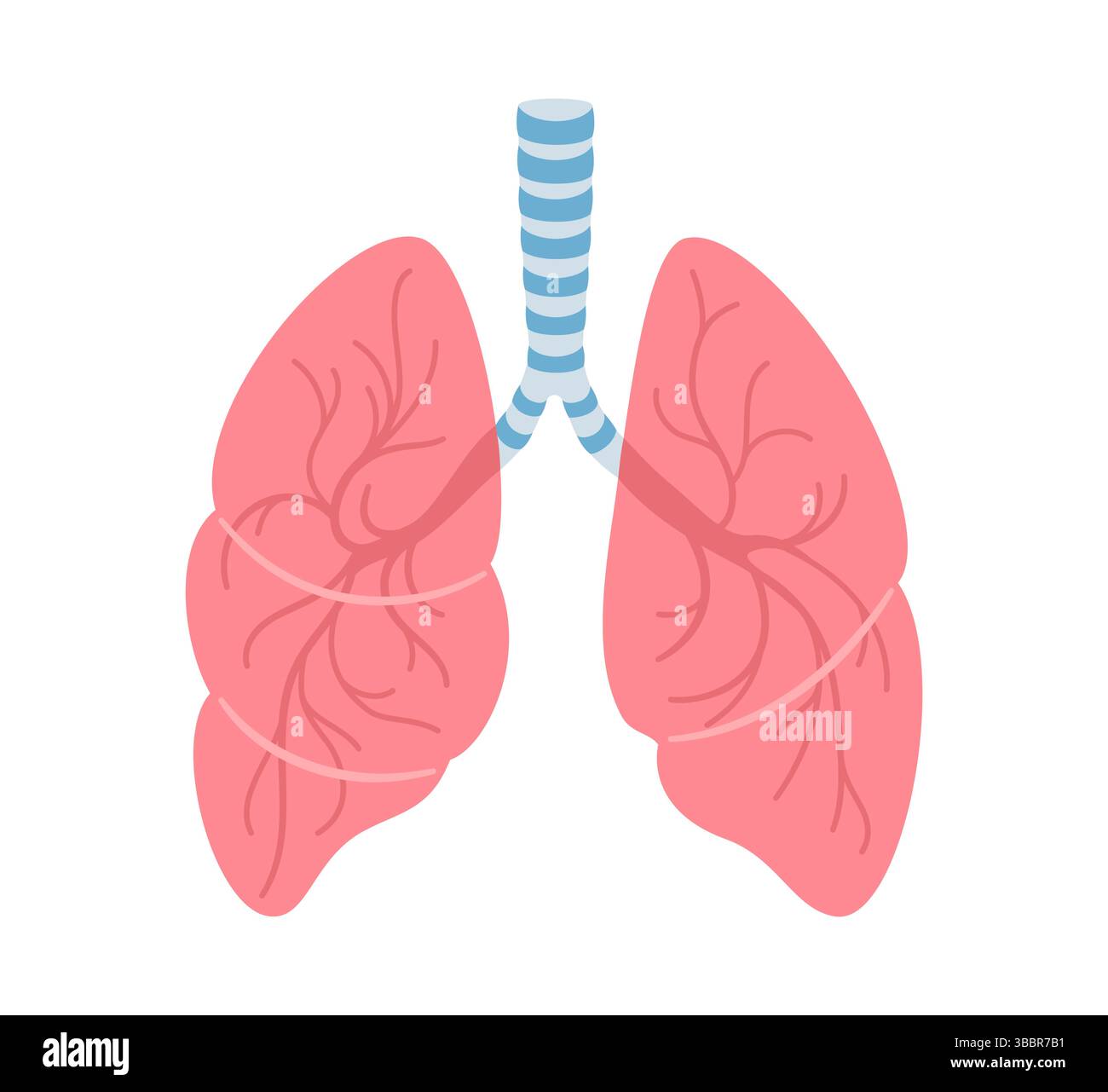 Human lungs cartoon stylized vector illustration. Anatomical lung ...