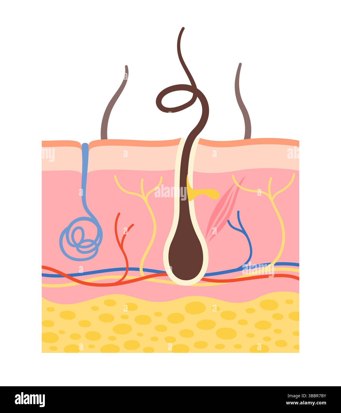 Human skin anatomy layer cartoon vector illustration. Anatomical ...