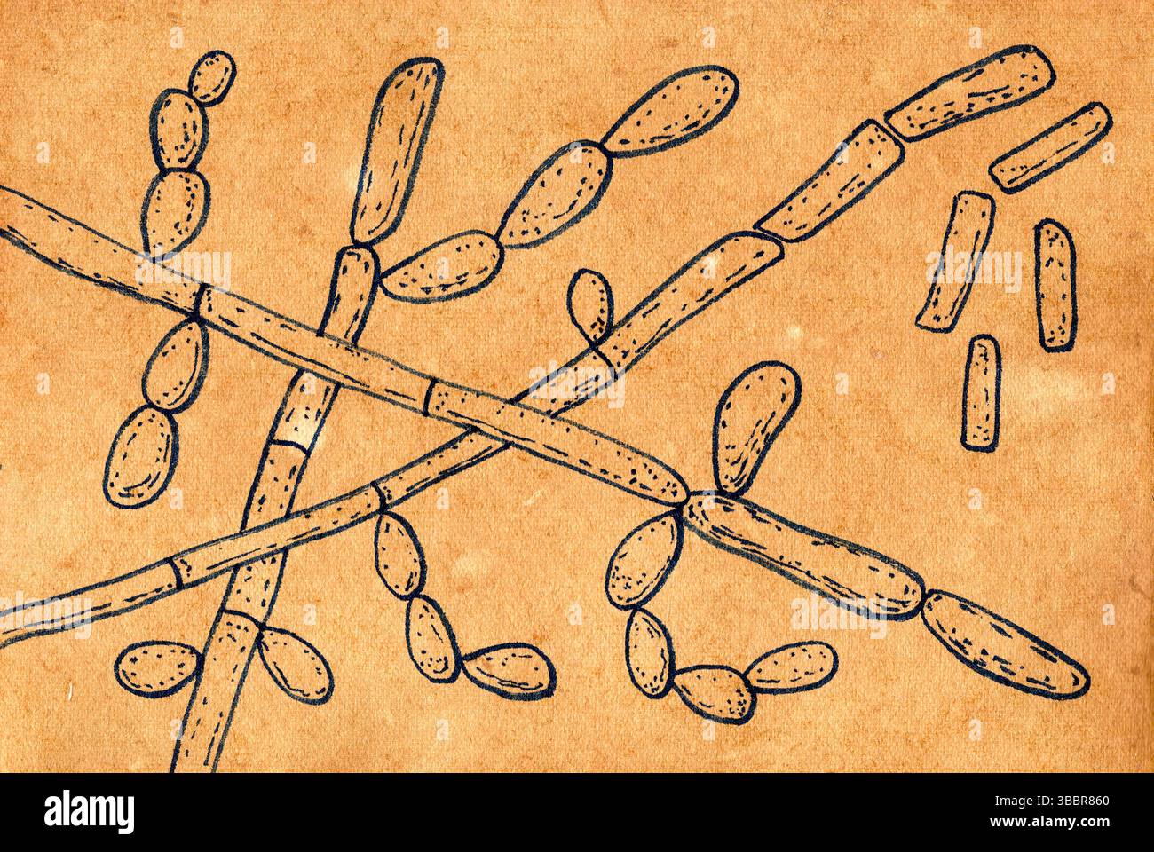 Candida tropicalis hi-res stock photography and images - Alamy