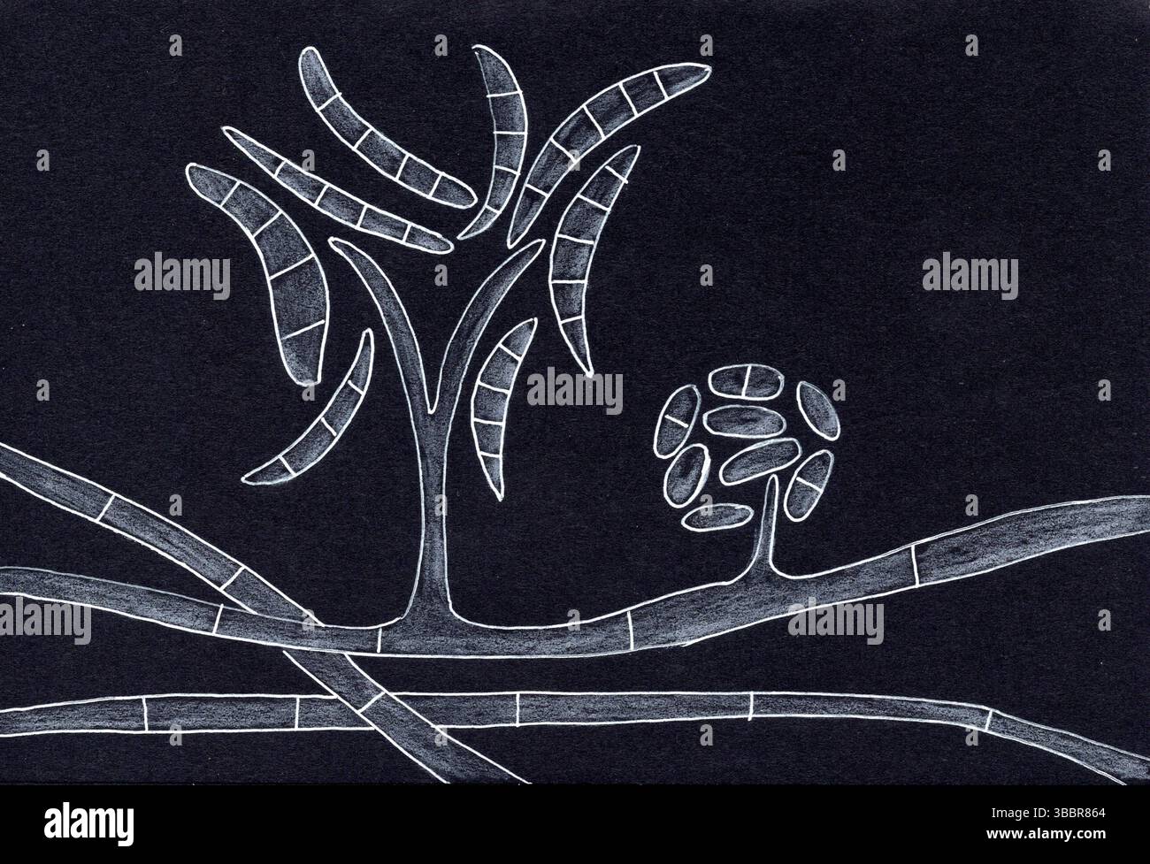 Illustration of Fusarium fungi, emphasising hyphal structure and ...