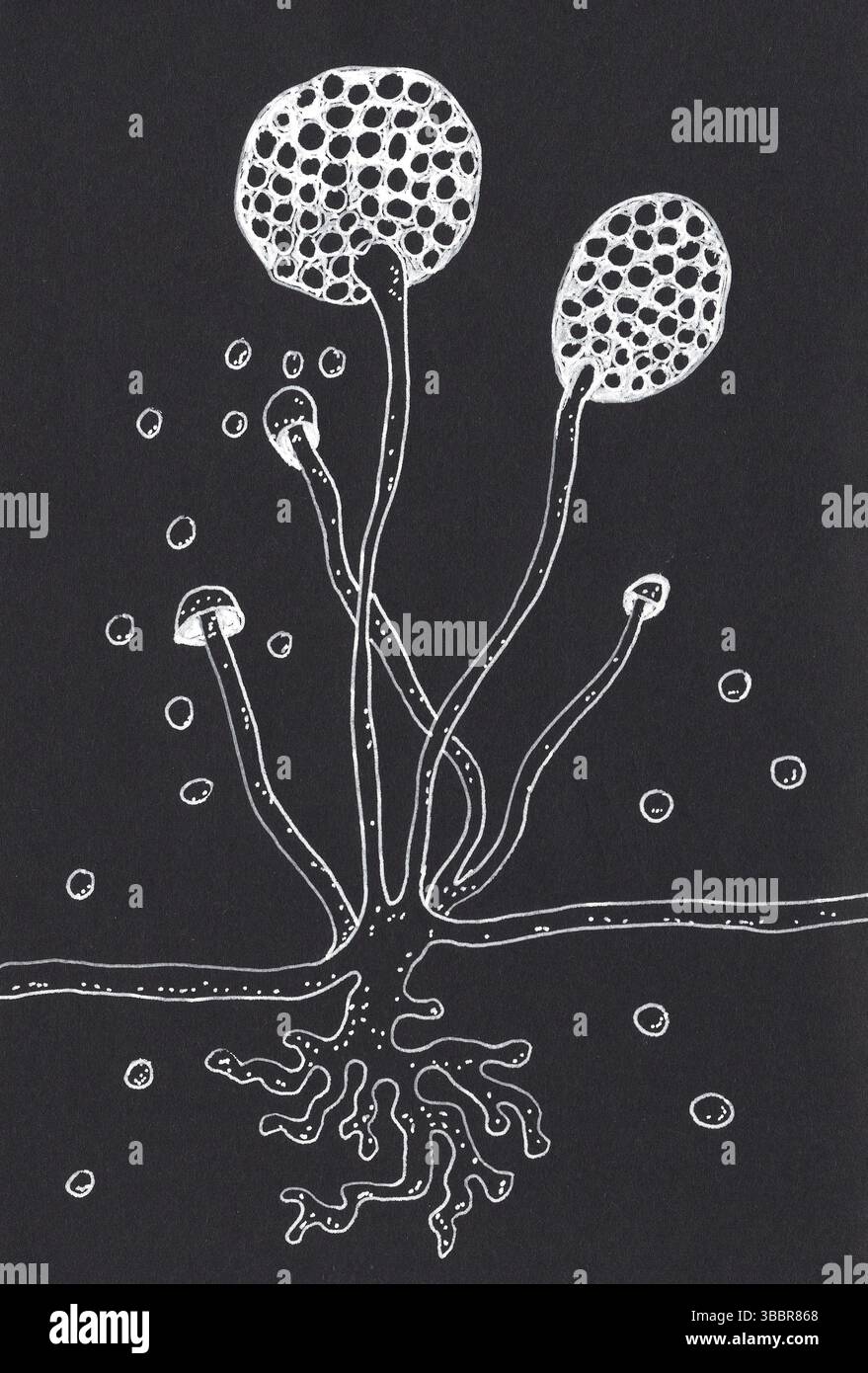 Illustration of Rhizopus fungi, highlighting hyphal structure and ...
