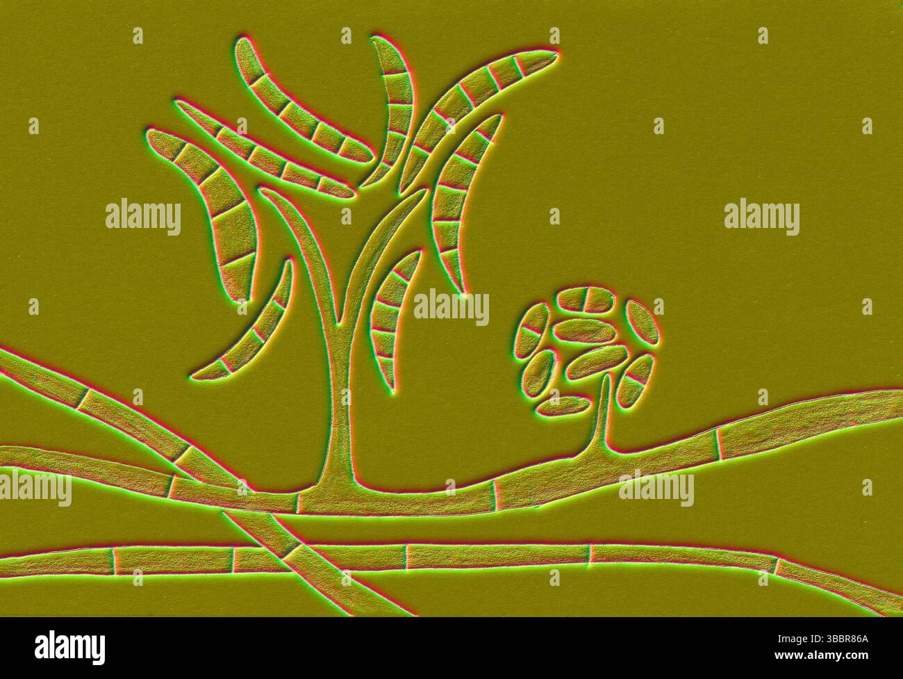 Branching hyphal structure hi-res stock photography and images - Alamy