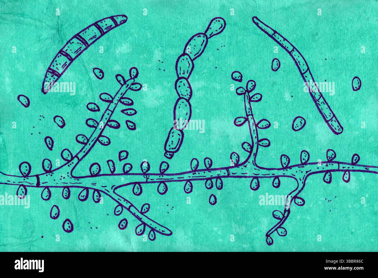 Illustration of Trichophyton verrucosum fungi, showing cylindrical ...