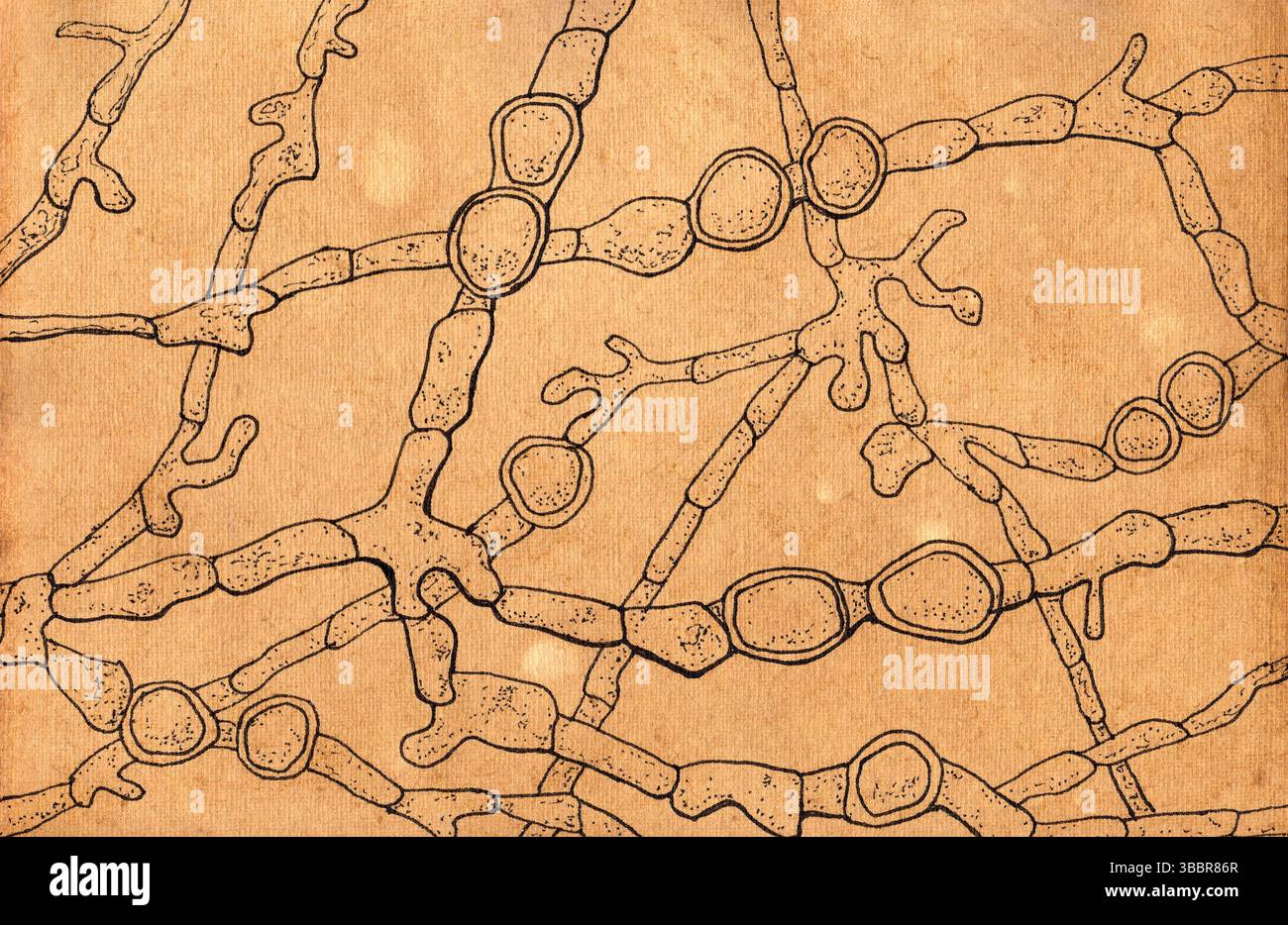 Illustration of Trichophyton violaceum fungi, the causative agent of ...