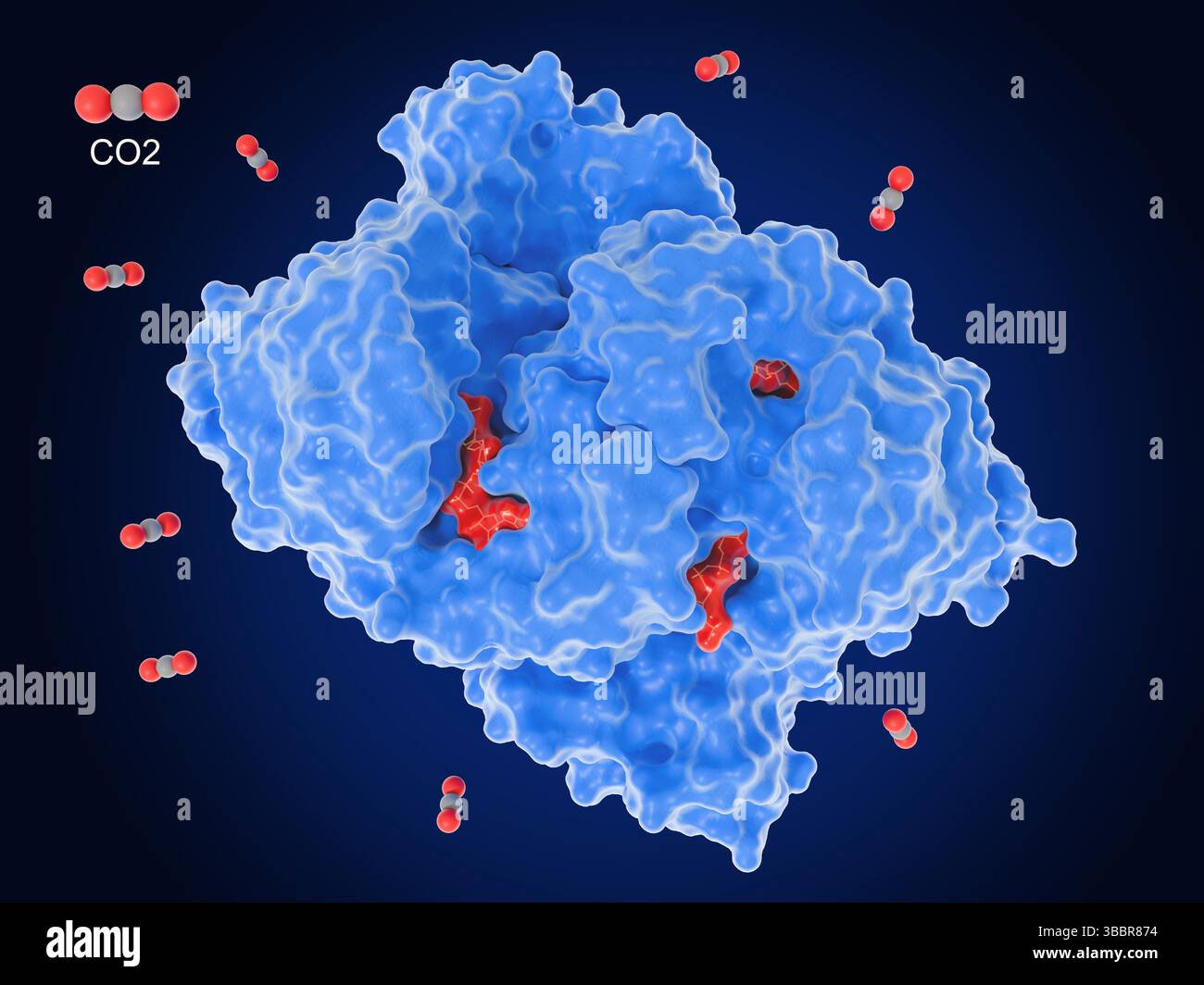 Illustration of the carbon fixation enzyme enoyl-CoA carboxylase ...