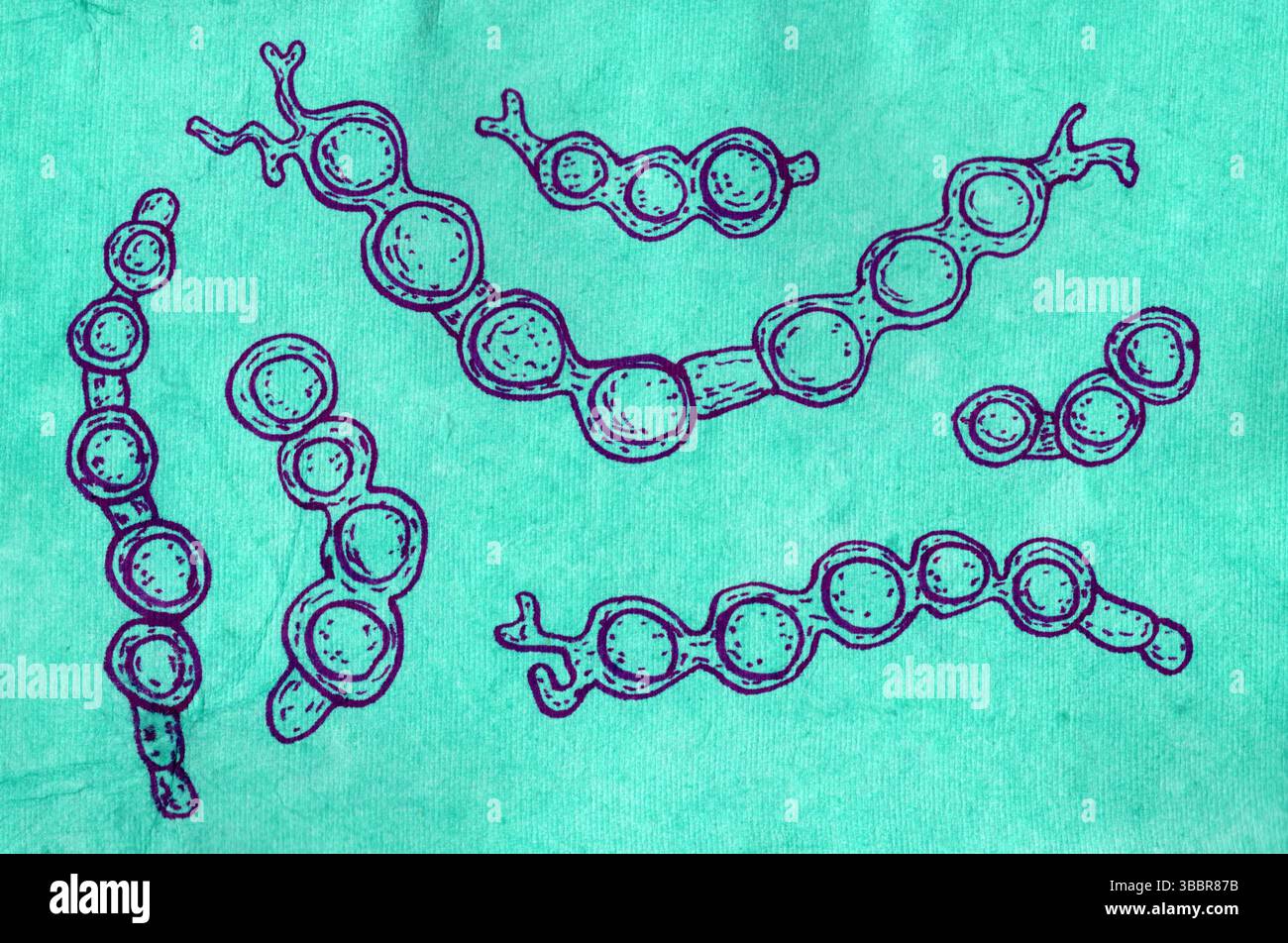 Trichophyton verrucosum fungi hi-res stock photography and images - Alamy