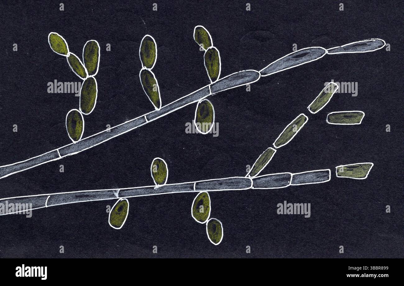 Illustration of Trichosporon fungi with characteristic budding yeast ...