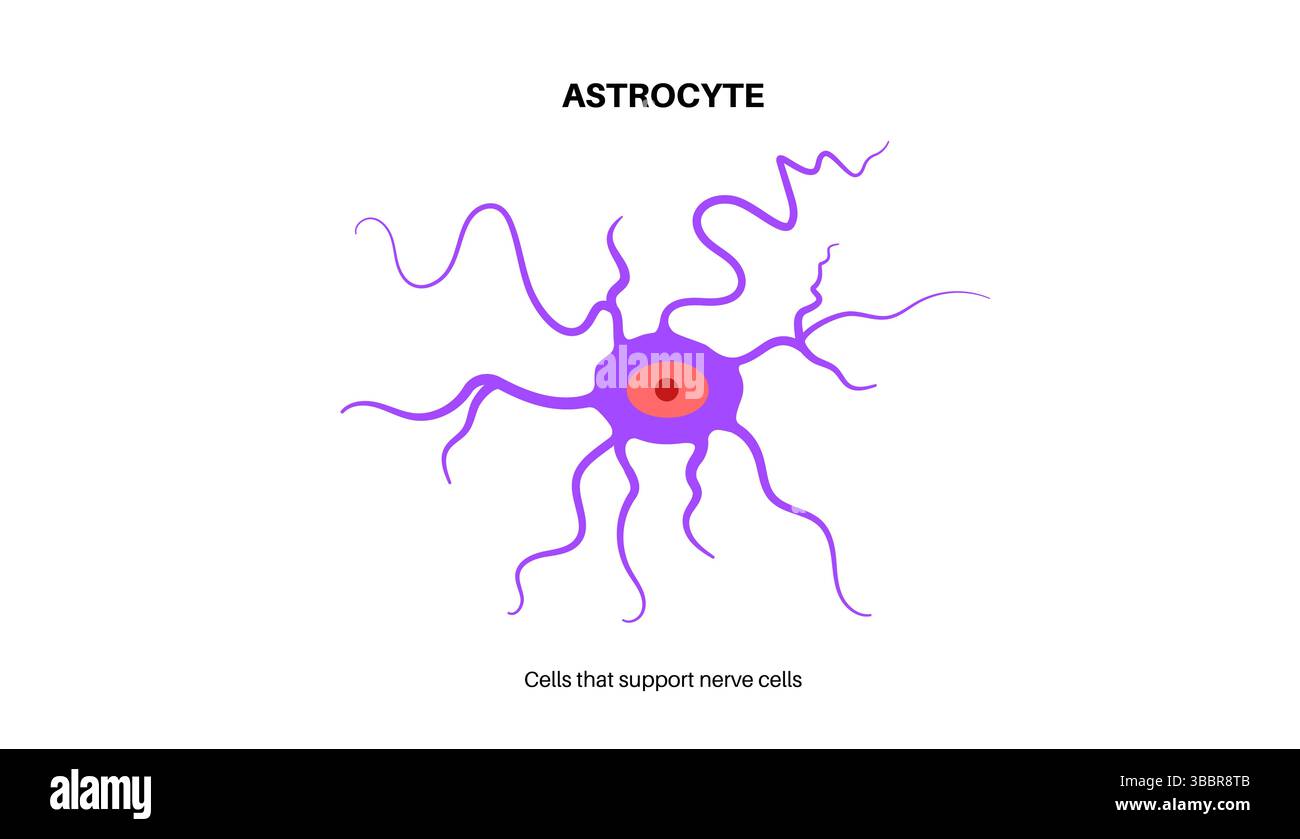 Illustration of an astrocyte, a star-shaped subtype of glial cell that ...