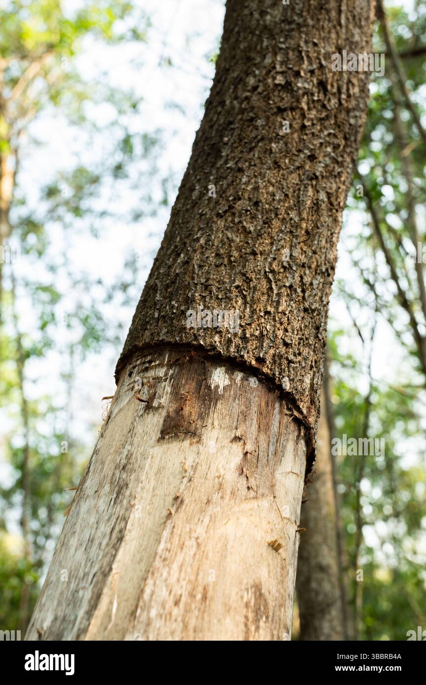 Auroville, India - May 2025 - Removing the bark is a way of killing ...
