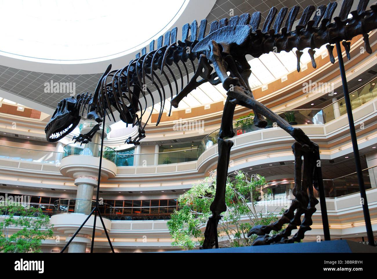 A T Rex skeleton stands in the atrium of the Atlanta International ...