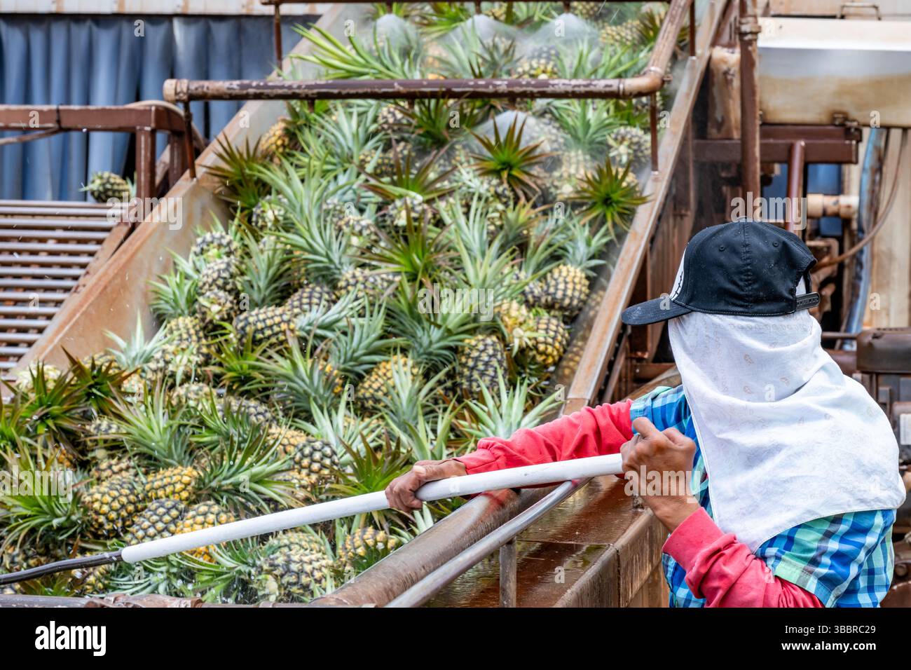 Worker sorting Pineapples at a production facility being washed after ...