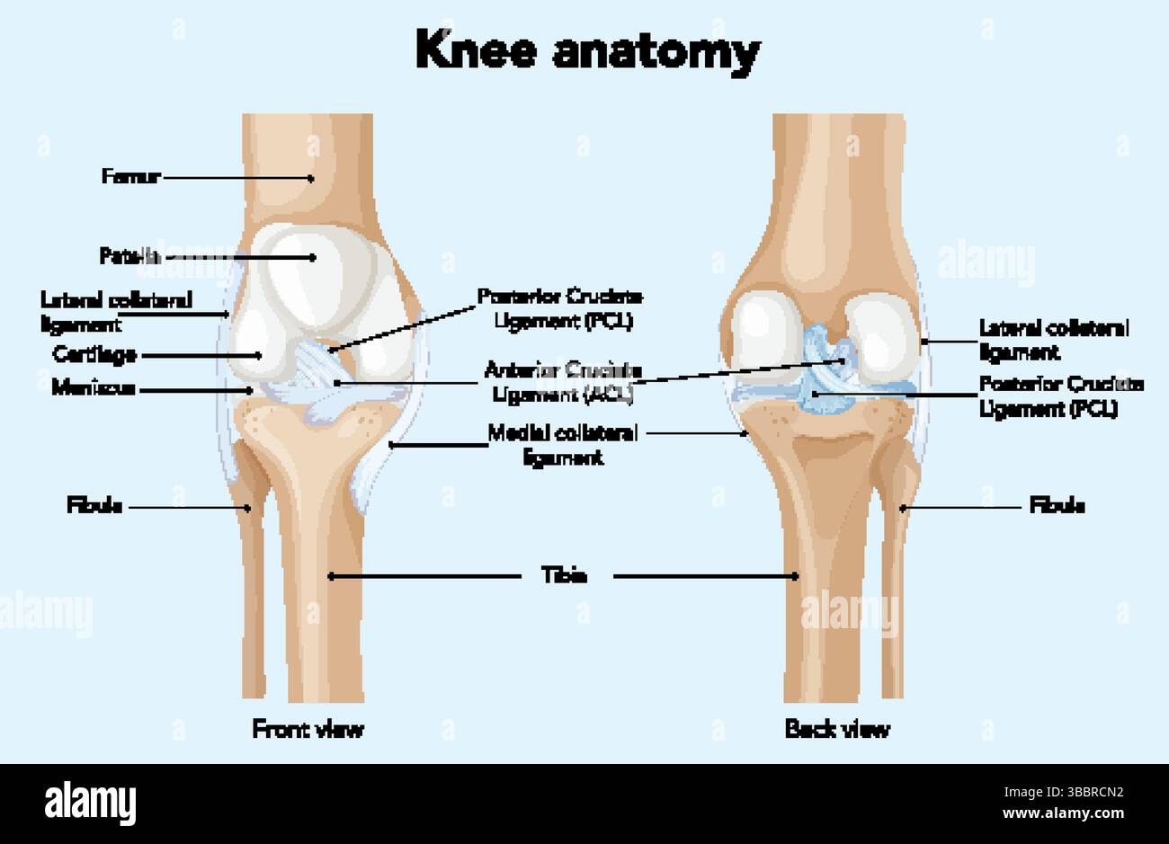 Illustration of knee anatomy with labeled ligaments and bones. Front and back views in a clear ...