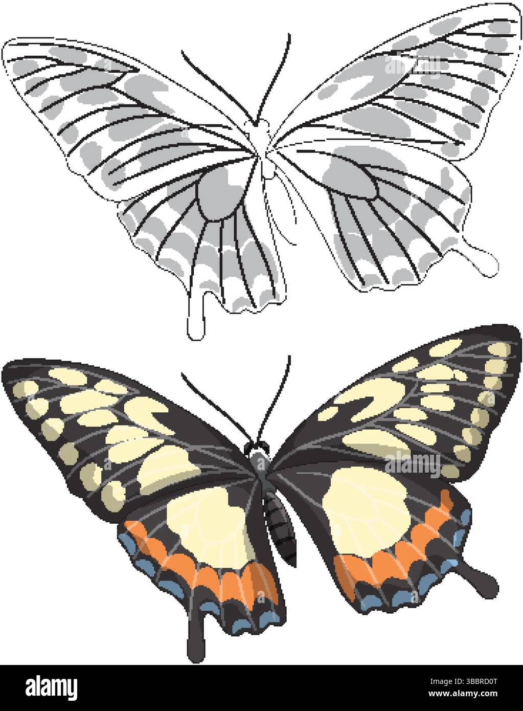 Two butterflies showcasing vibrant and grayscale designs Stock Vector ...