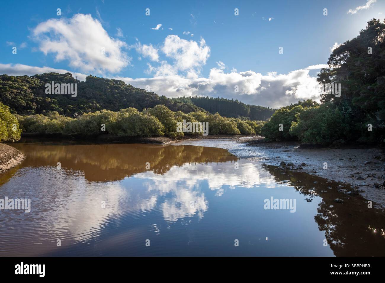 Mangrove forest along tidal inlet, near Waitangi, Bay of Islands, North ...
