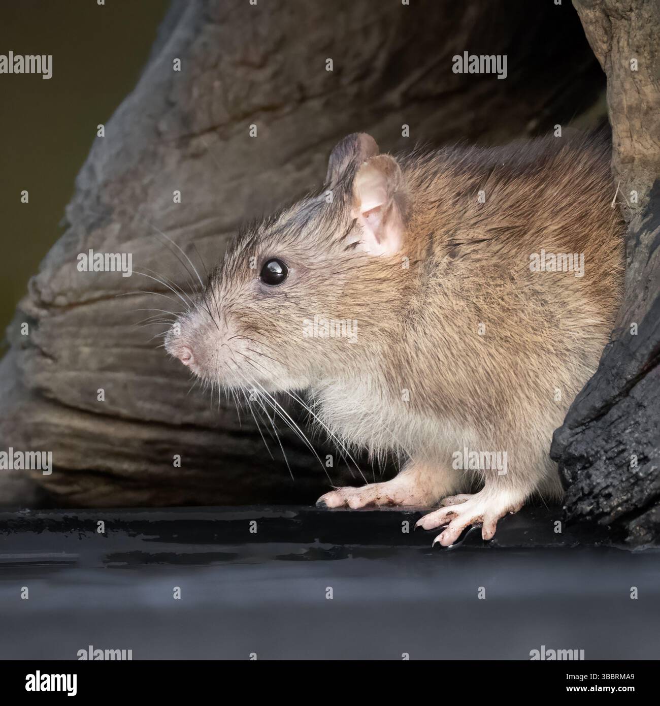 a detailed close up profile portrait of a brown rat showing the head ...