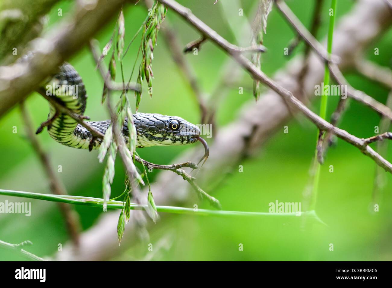 The bifurcate language of a small snake Stock Photo - Alamy