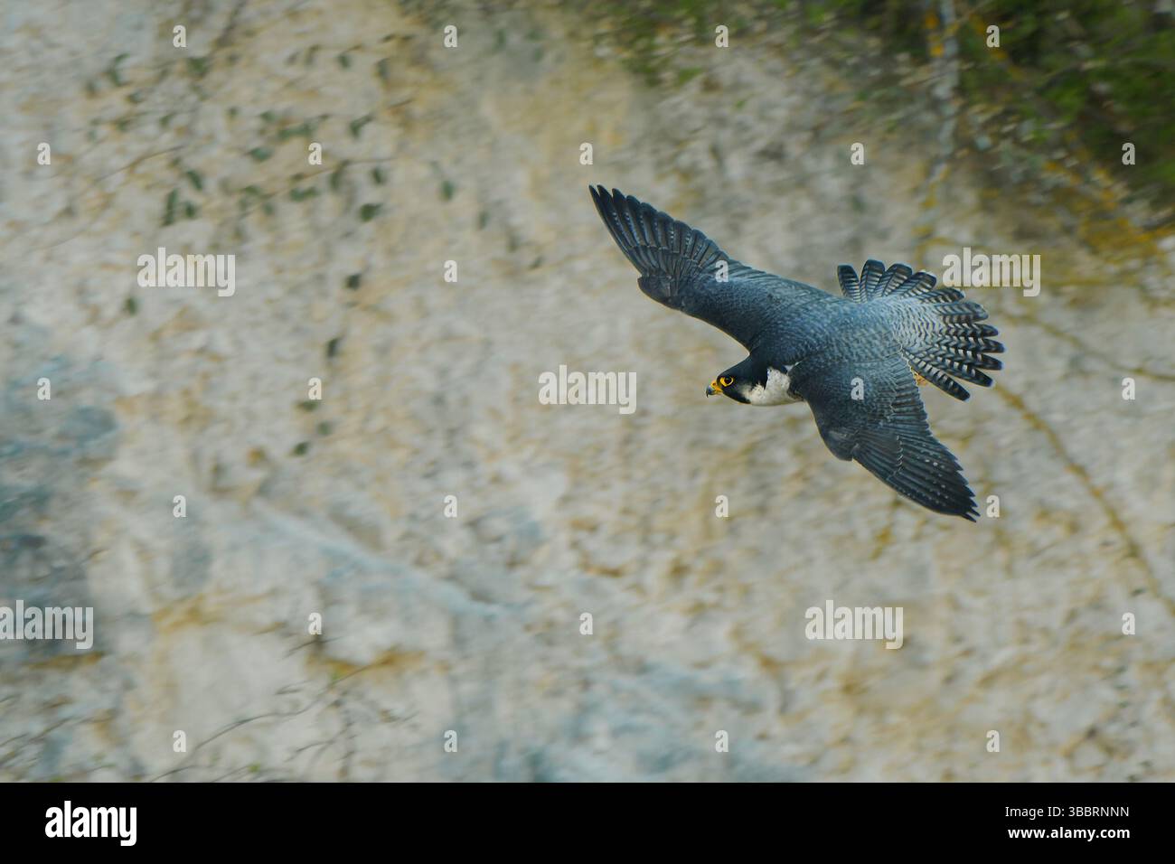 Wild peregrine falcon (Falco peregrinus), a noble bird of prey known as ...