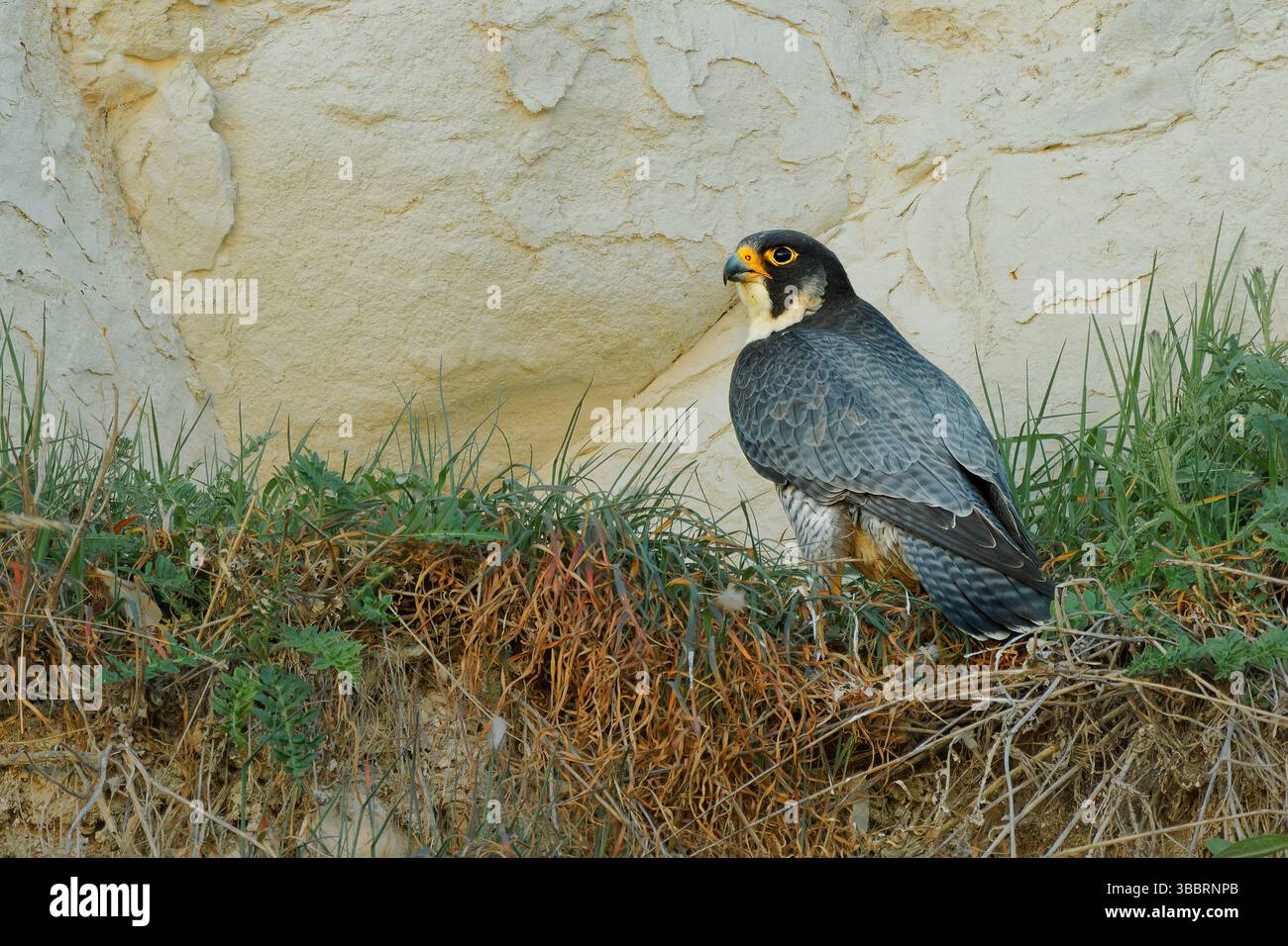 Wild peregrine falcon (Falco peregrinus), a noble bird of prey known as ...