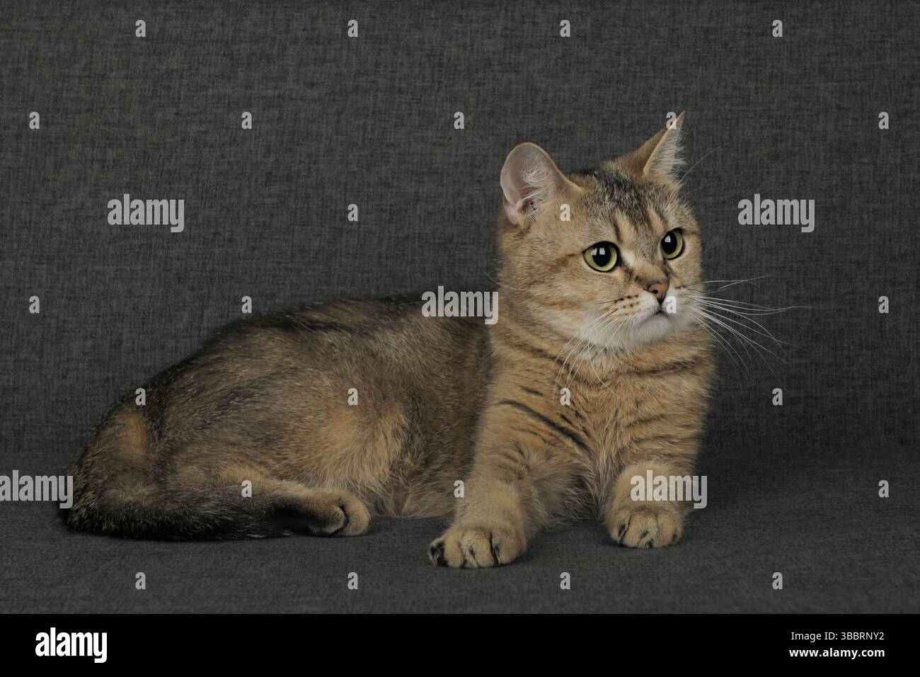 Scottish straight golden hi-res stock photography and images - Alamy