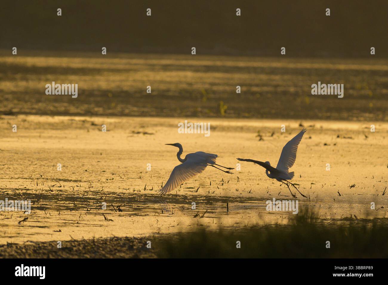 Great White Egret (Ardea alba), flying, morning mood, backlight, Lower ...