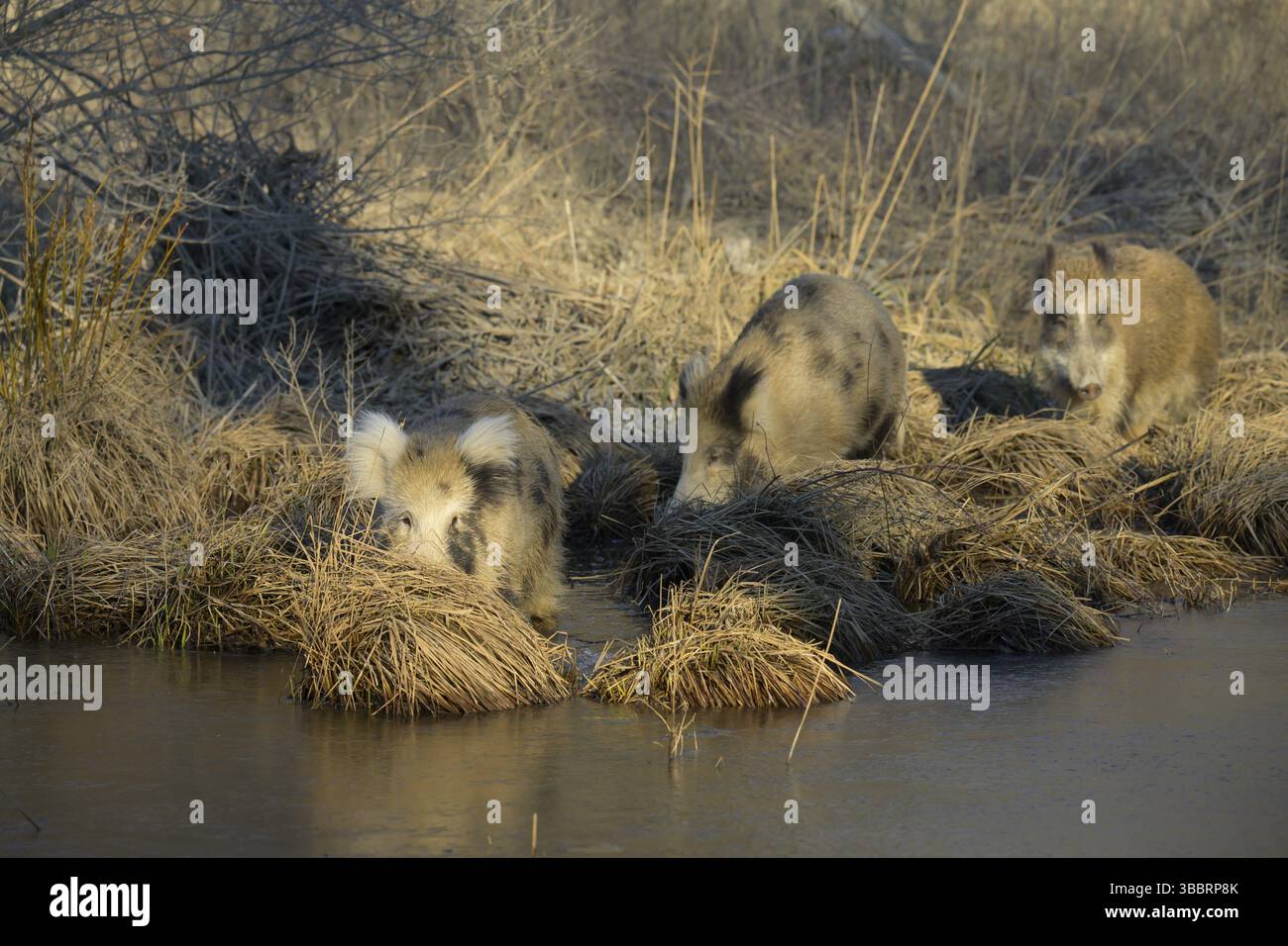 Wild boar (Sus scrofa), crossbreed, domestic pig (Sus scrofa domesticus ...