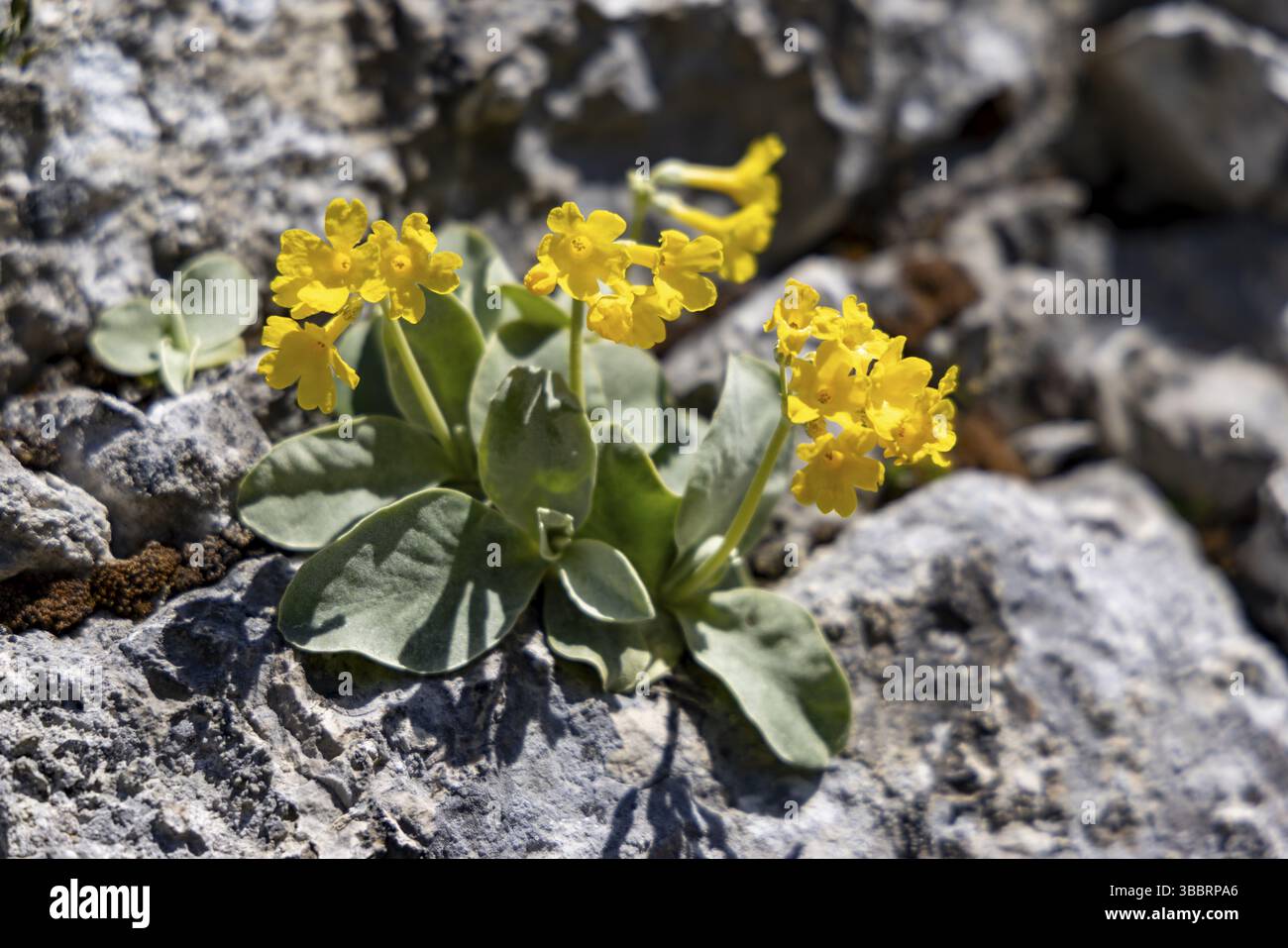 Alpine auricle (Primula auricula) in the rock, Berchtesgaden National ...
