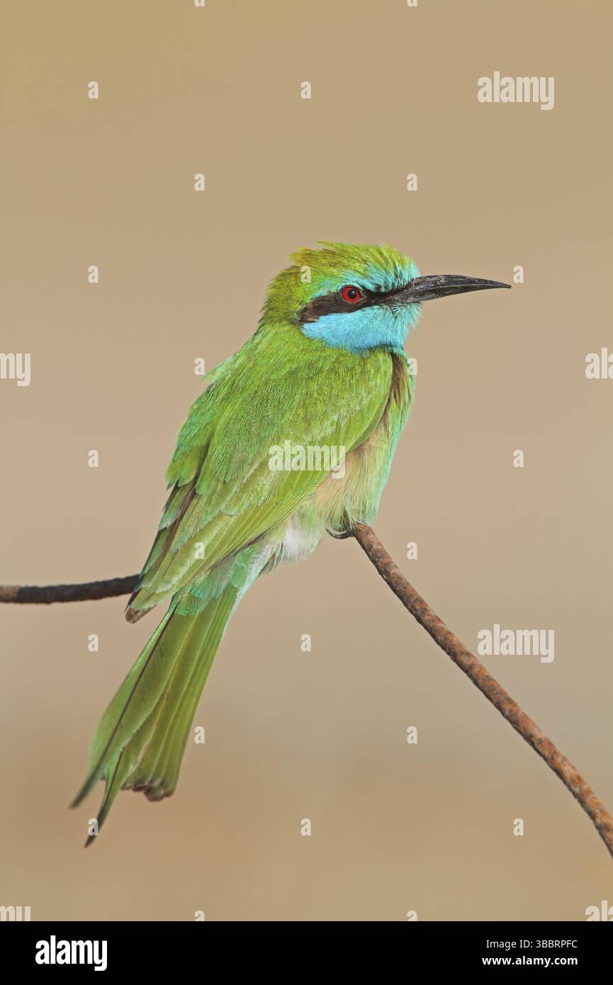 Green Bee-eater (Merops orientalis), Oman, Asia Stock Photo - Alamy