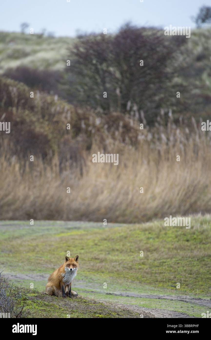 Red Fox (Vulpes vulpes) lonely adult in open landscape, Netherlands ...