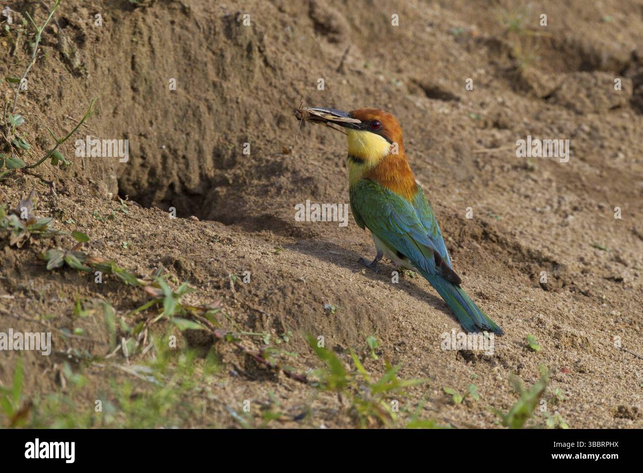 Chestnut-headed Bee-eater (Merops leschenaulti) with food in beak at ...