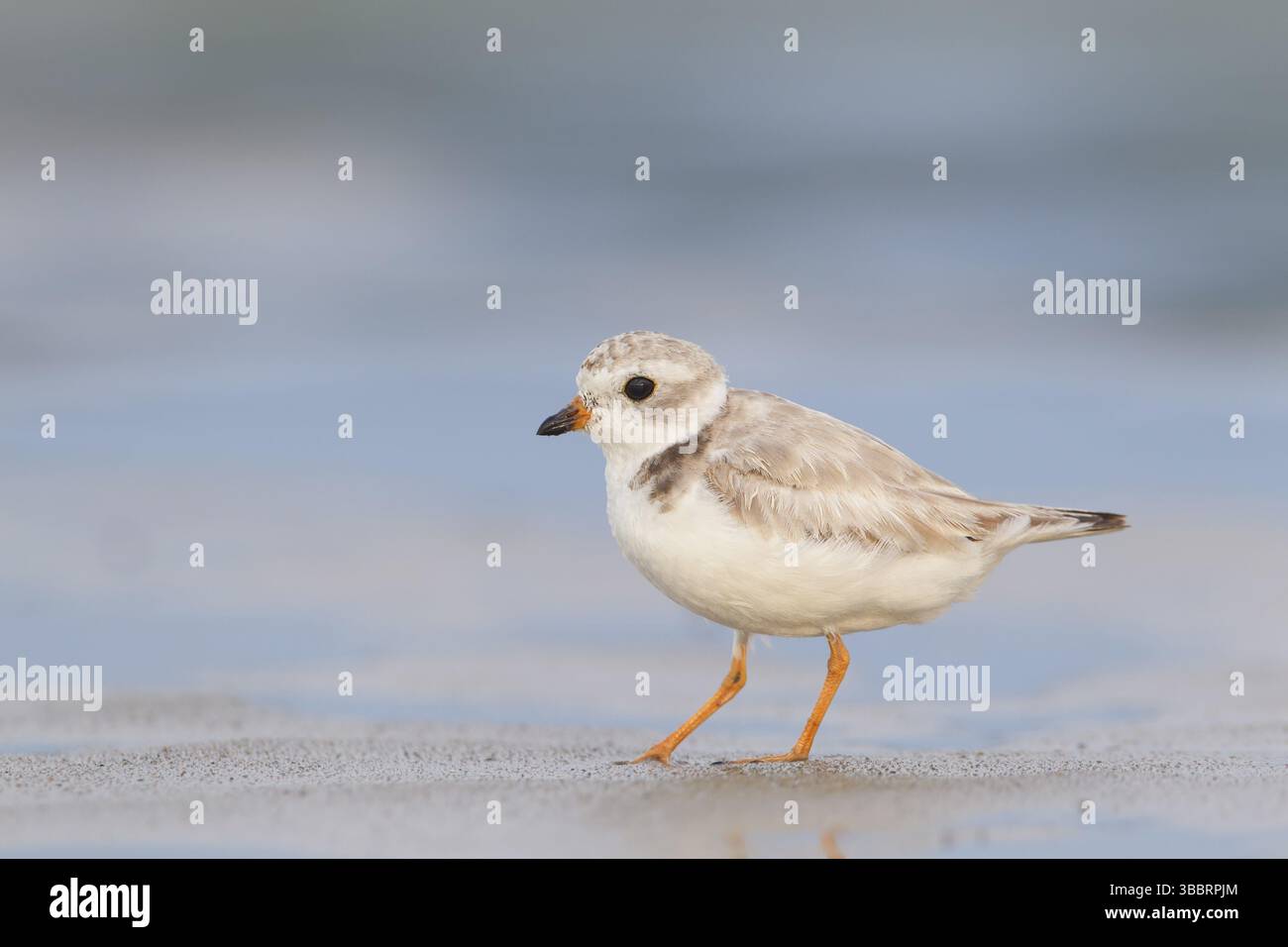 Adult Piping Plover feeding on New England beach Stock Photo - Alamy