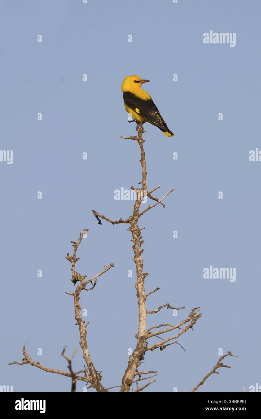 Eurasian Golden Oriole (Oriolus oriolus) male, Cyprus, Europe Stock ...