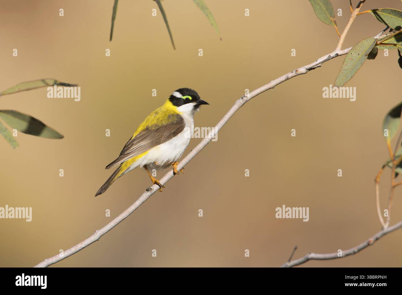 Black-chinned Honeyeater (Melithreptus gularis laetior), Northern ...