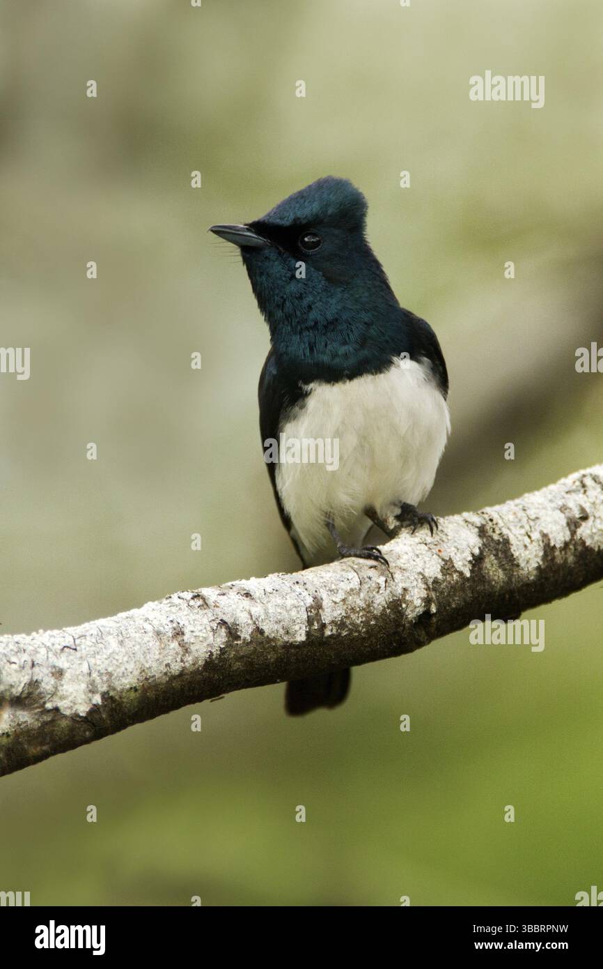 Satin Flycatcher (Myiagra cyanoleuca) male, Tasmania, Australia ...