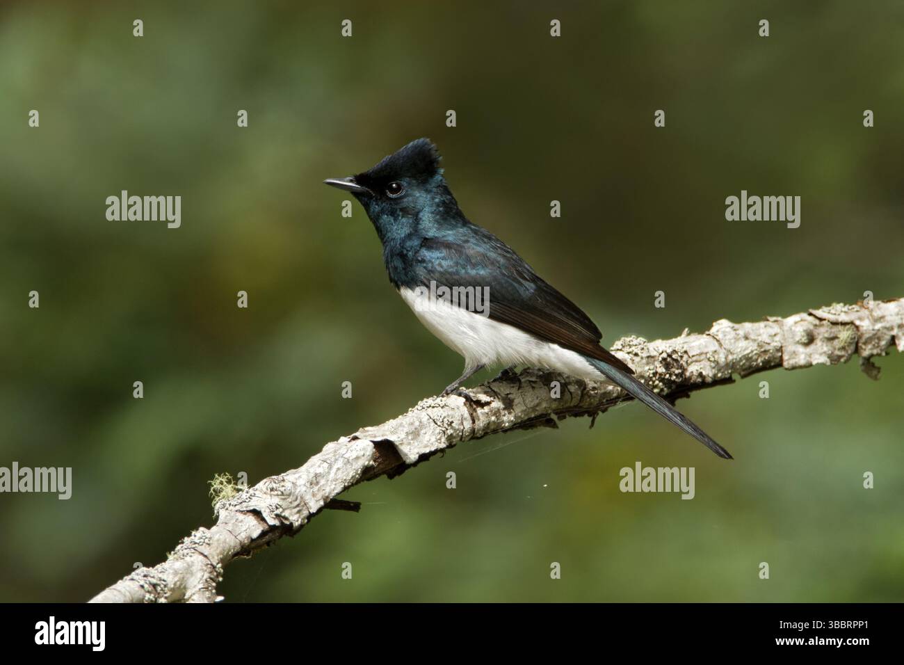 Satin Flycatcher (Myiagra cyanoleuca) male, Tasmania, Australia ...